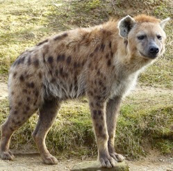 Hyæne - Safari Tanzania